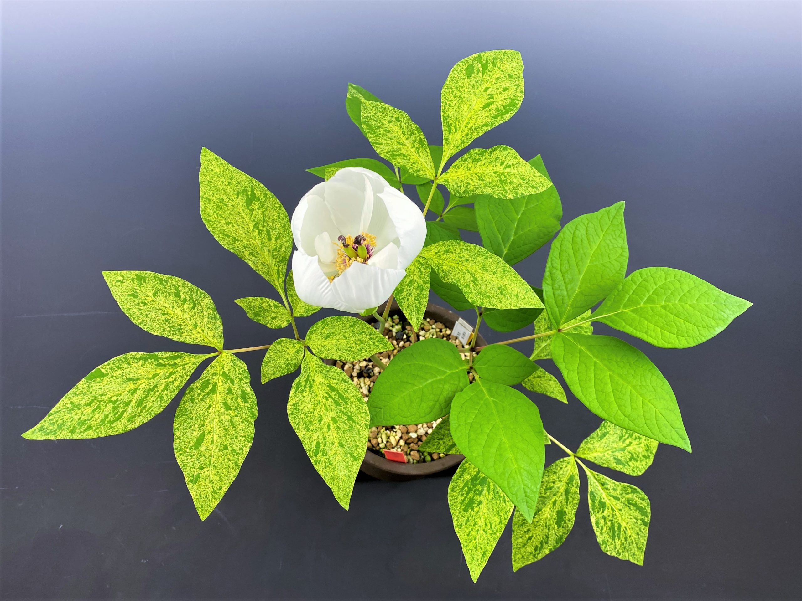 IMG_2630 (2) | 斑入りヤマシャクヤクの魅力